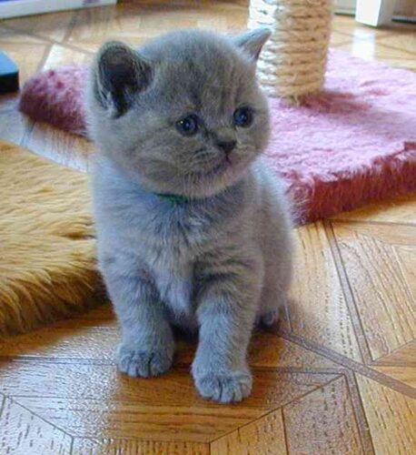 Na prodaju prekrasne britanske kratkodlake mace.