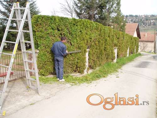 Orezivanje, održavanje, oblikovanje i skraćivanje živih ograda(ligustrum, lovor visnja, tuje...) i ukrasnog-dekorativnog žbunja...