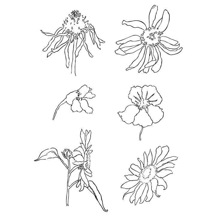 Providni pečati - livadsko cveće