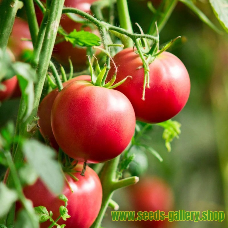 Seme paradajza "Dunavski Rubin"