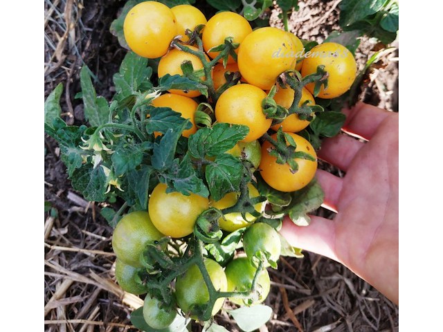 Balkonski (saksijski) paradajz `Yellow Box`, 10 semena