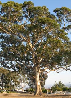 Eucalyptus globulus (seme)