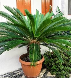 Cikas palma (seme) - Cycas revoluta