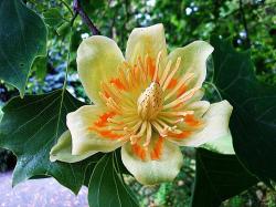 Liriodendron tulipifera - Tulipanovac (seme)