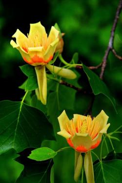 Liriodendron tulipifera - Tulipanovac (seme)