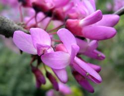 Judino drvo - Cercis siliquastrum - SEME