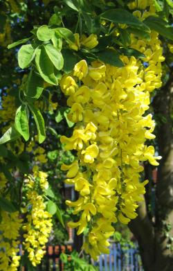 Zlatna kisa - Laburnum anagyroides - SEME