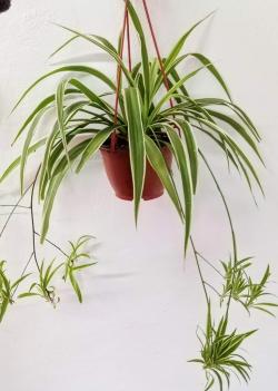 Chlorophytum comosum Variegata