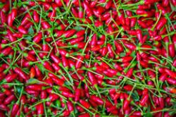 Cili paprika (seme) Kolibri Chili