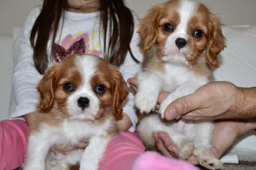 CAVALIER KING CHARLES spaniel štenci