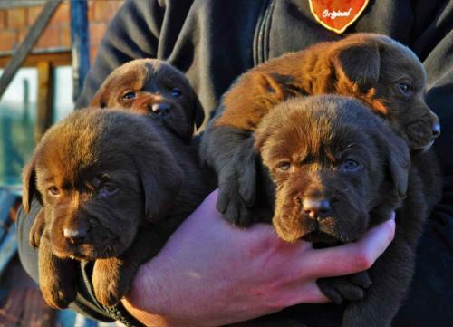 U ponudi štenci LABRADOR RETRIVERA