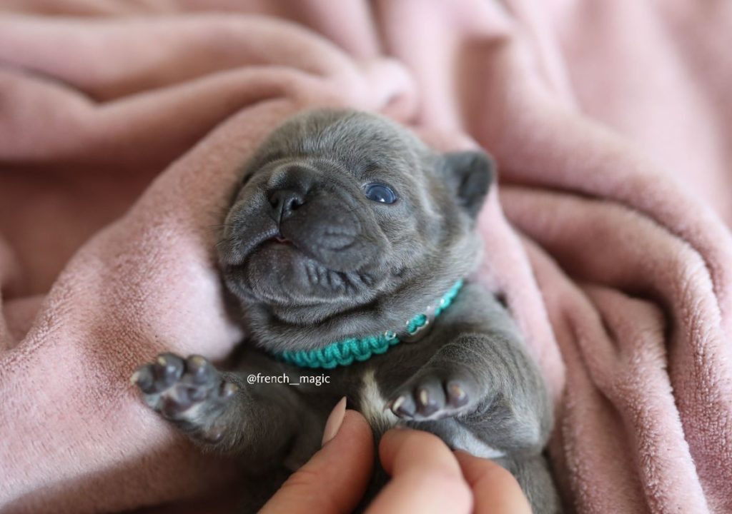 Rezervacije za Egzoticne Francuske Buldoge