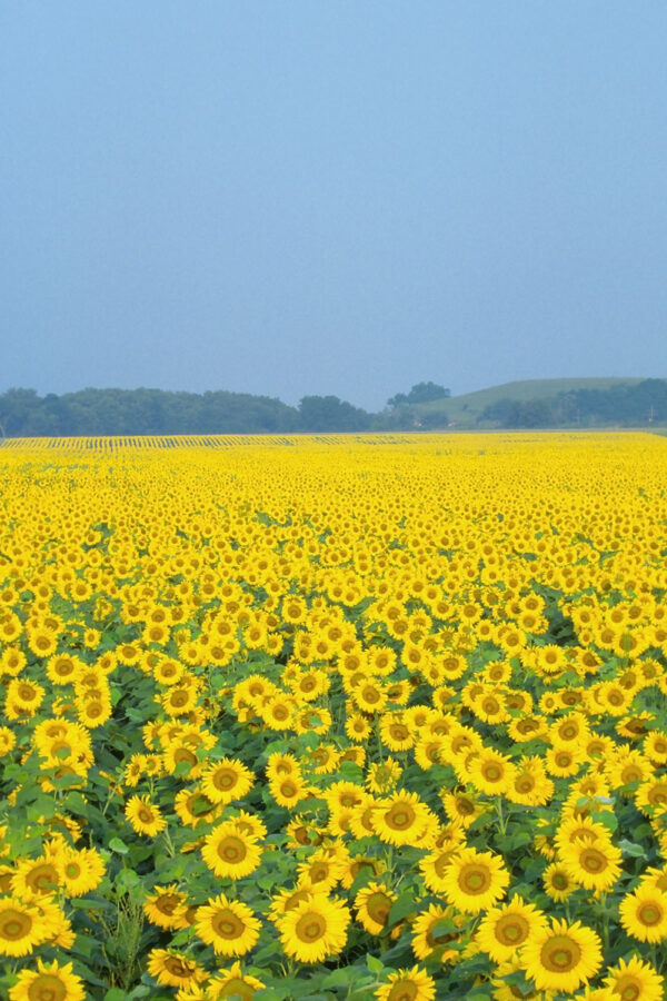 Savage stampana VINYL pozadina 1.5m x 2.2m SUNFLOWER FIELD