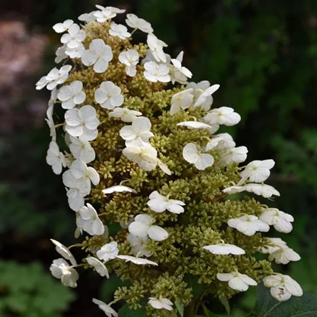Hydrangea quercifolia Sike Dwarf