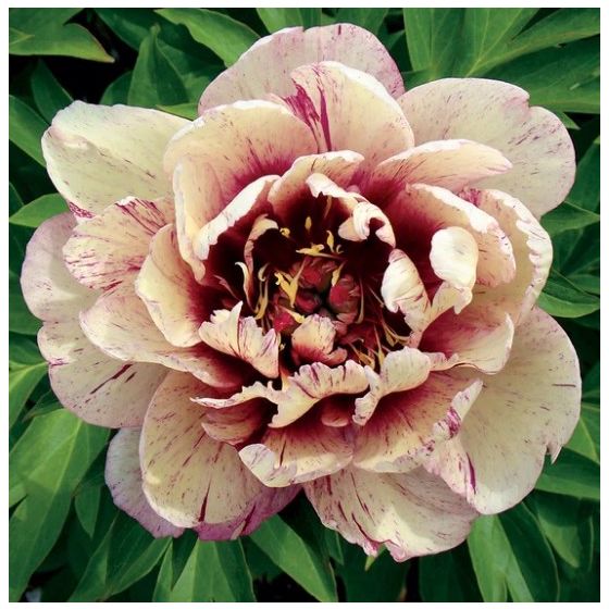 Paeonia Itoh 'All That Jazz ' • C6 L •