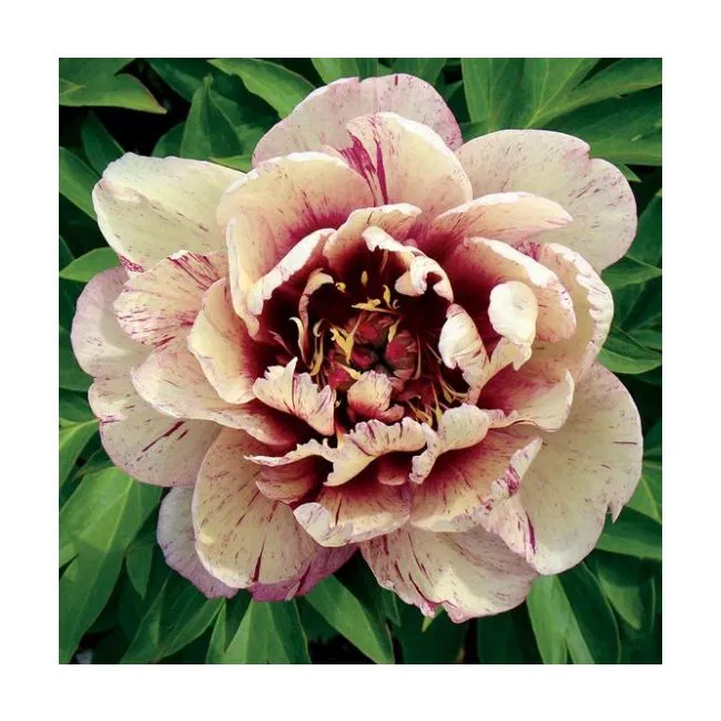 Paeonia Itoh 'All That Jazz ' • C6 L •