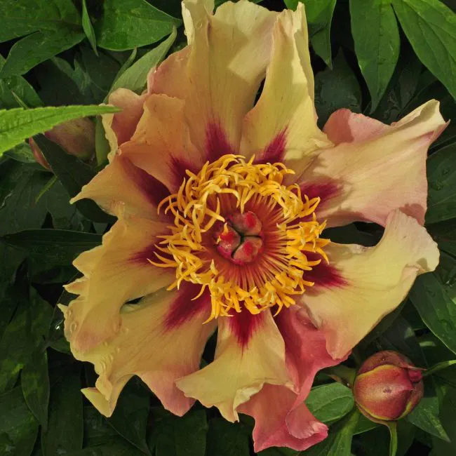 Paeonia Itoh 'Court Yester' • C6 L •