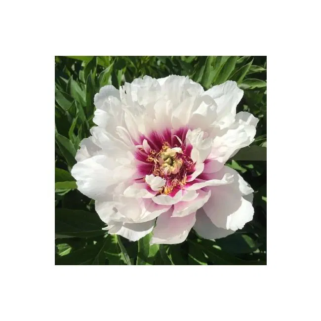 Paeonia Itoh 'Raggedy Ann' • C6 L •