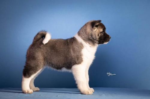 Americka akita