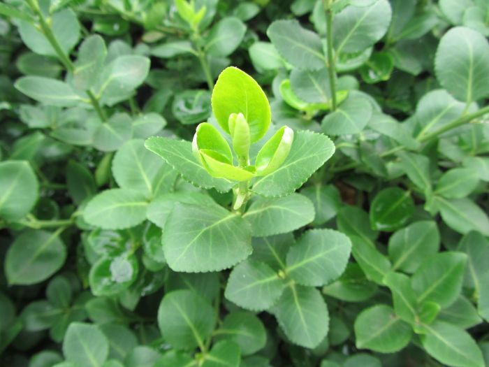 Euonymus Fortune I Hort's Blaze - Kurika