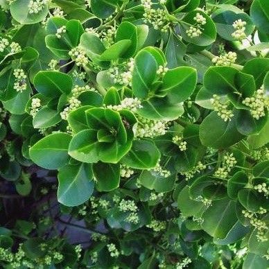 Euonymus Fortunei Vegetus - Kurika