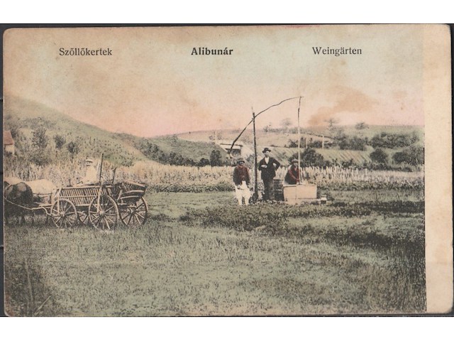 Alibunar - Vinograd 1908