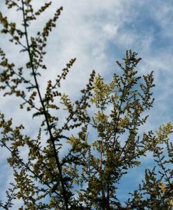 Slatki pelin Artemisia Annua