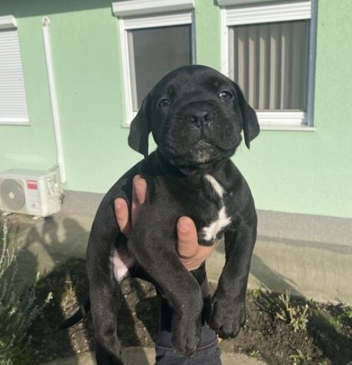 Cane corso štenci