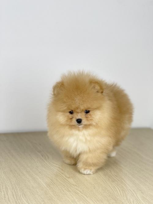 Pomeranac Teddy Bear