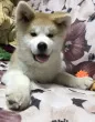 Akita inu Japanska i Americka Akita stenci