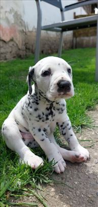 Dalmatinski pas, štene