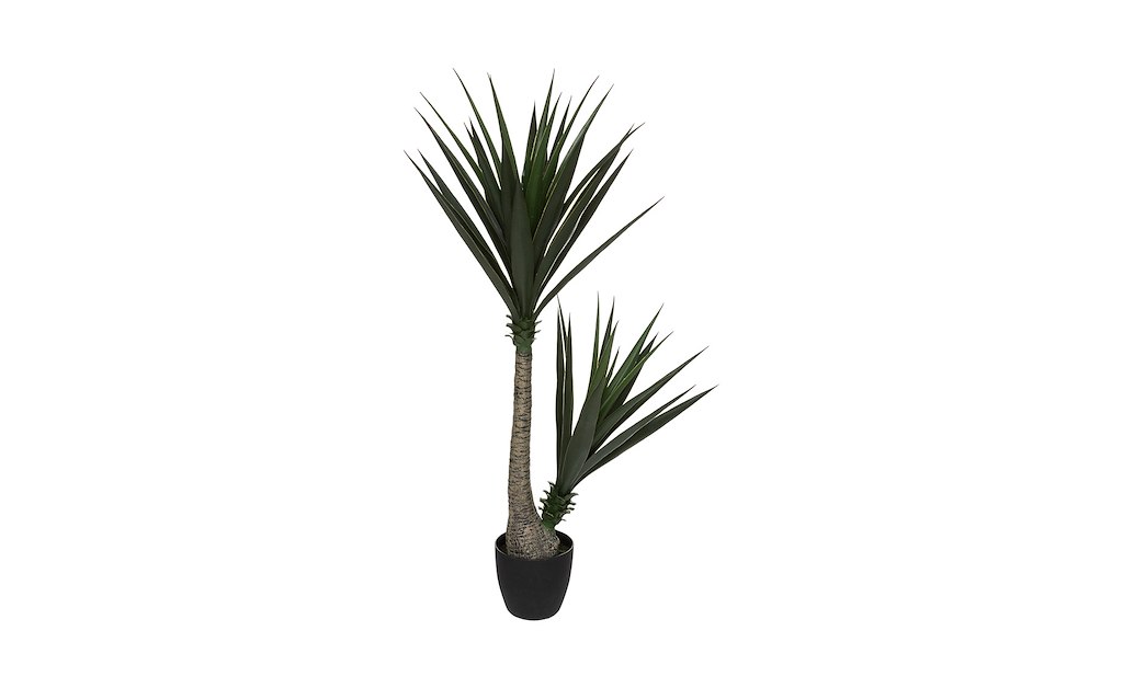 Biljka u saksiji Yucca 130cm