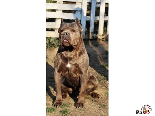 Cane Corso