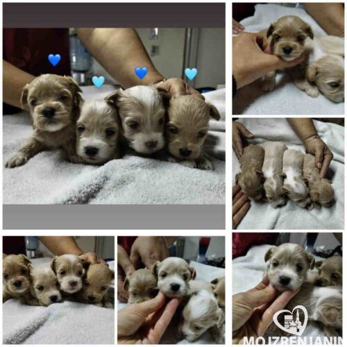 Maltipoo stenci