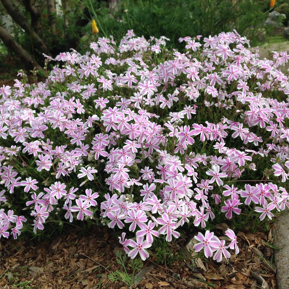 Phlox subulata „Candy Stripe“