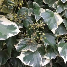 Hedera helix- Glacier