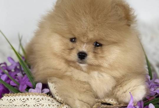 Pomeranac Teddy Bear