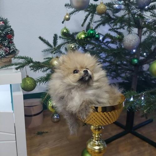 Pomeranac