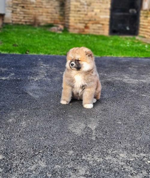 Japanska akita inu štenci