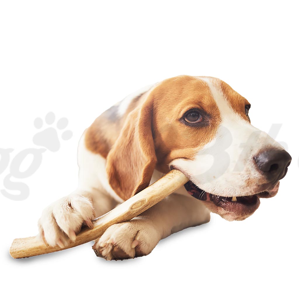 Gizmo Dental Bone Bacon, 12cm
Title