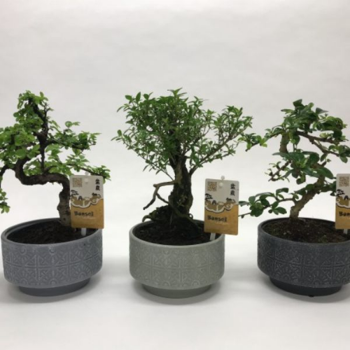 Bonsai mix