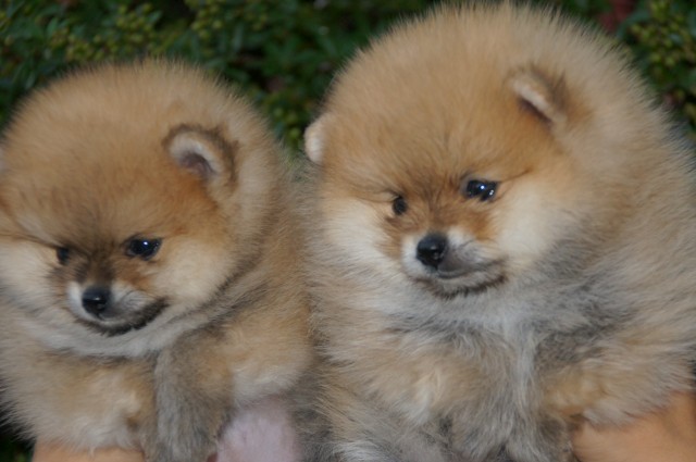 Pomeranac,Pomeranian,Boo štenci