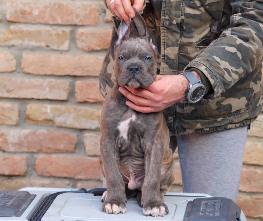 Cane Corso Kane Korso štenci