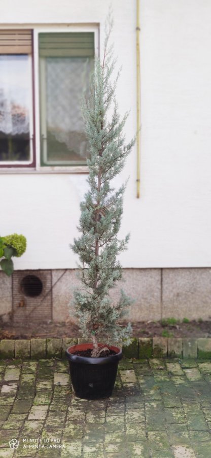 Cupressus arizonica “Fastigiata” – 180-200cm, busen