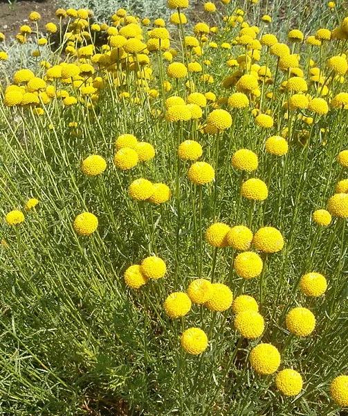 Santolina rosmarinifolia 1,5l