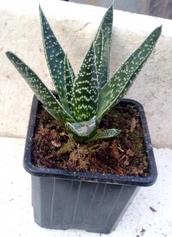 Gastroaloe-