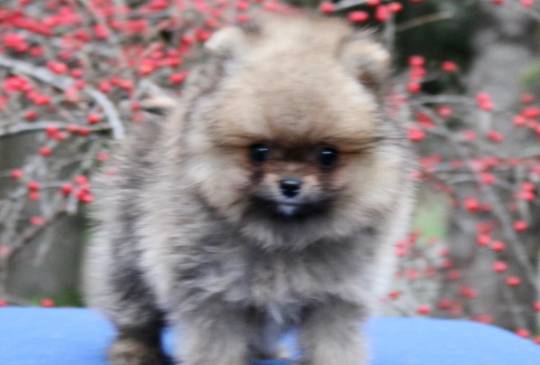 Pomeranac