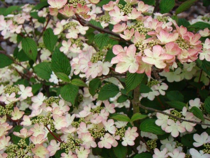 Viburnum Plicatum Kilimandjaro Sunrise - Japanska Grudva Snega