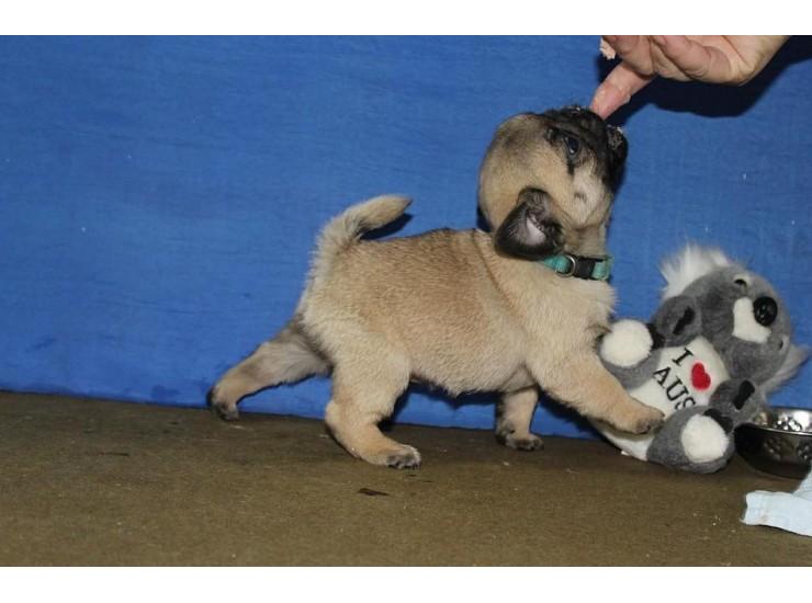 Mops