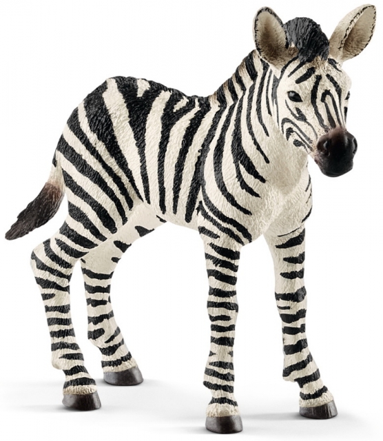 ZEBRA ŽDREBE